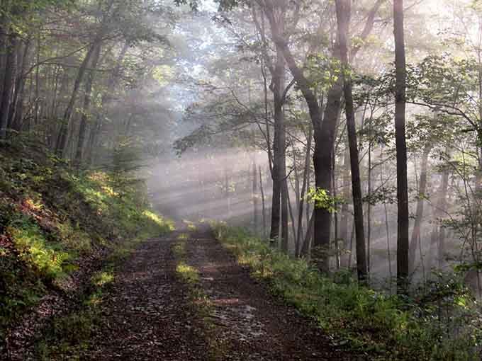Morning mist through these woods creates a scene straight out of a Bob Ross painting come alive.