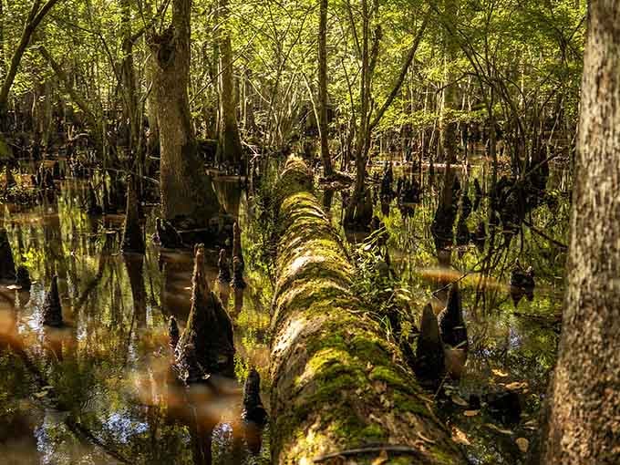 A moss-draped fallen giant creates the perfect bridge through this primordial world frozen in time.