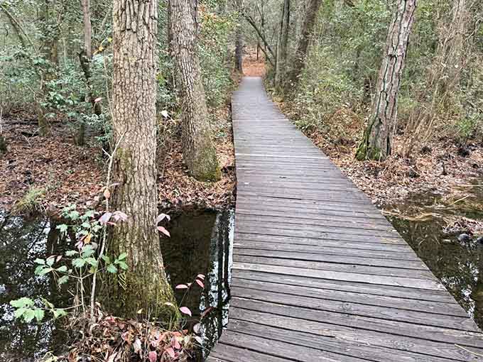 Follow this enchanting forest pathway where every step whispers secrets only the tall trees seem to know.