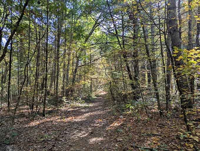 Sunlight filters through autumn trees along this peaceful woodland path that whispers rather than shouts its beauty.