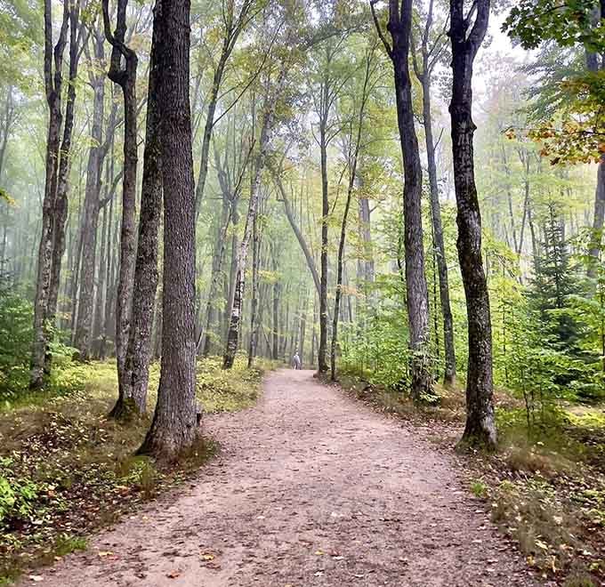 Morning mist transforms this forest corridor into something magical, where every tree stands like a silent guardian of secrets.