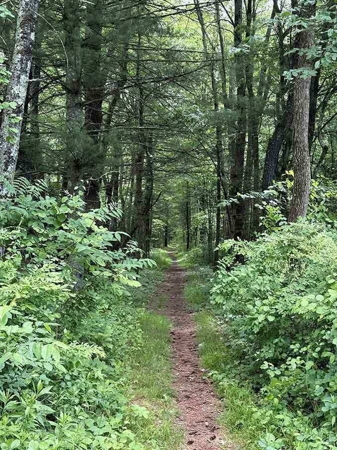 Lush ferns carpet the forest floor in summer green, turning this narrow path into a secret garden.