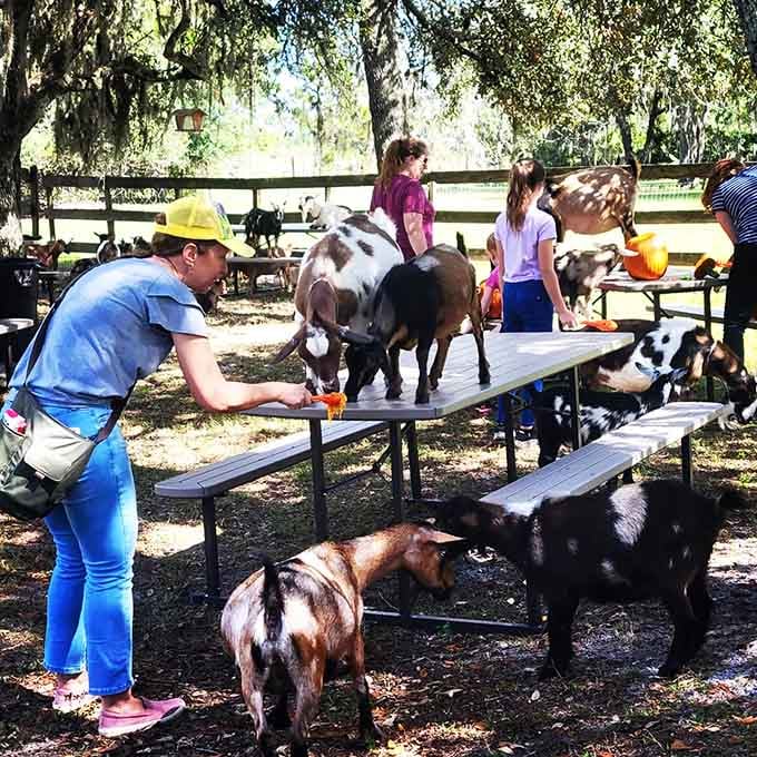 These friendly farm residents have turned picnic tables into their personal hangout spot under ancient oak shade.