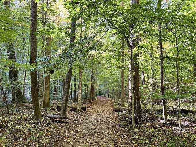 This forest path whispers an invitation older than time itself—come get gloriously, peacefully lost among these towering sentinels.