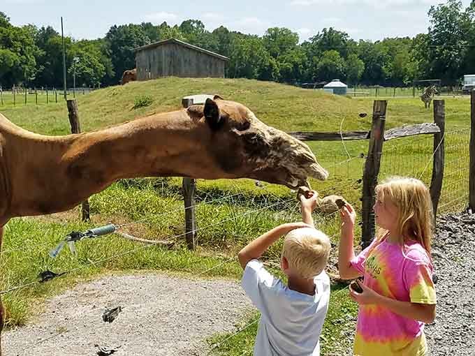 That gentle reach across the fence proves even the tallest guests know how to make kids feel special.