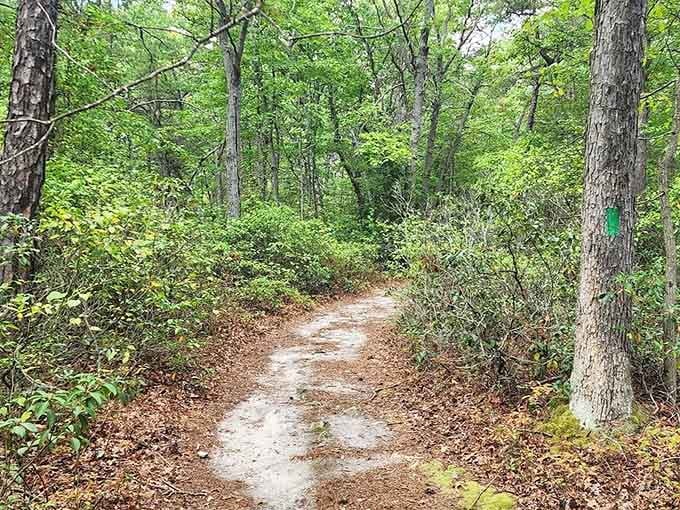 The sandy trail beckons like an old friend, promising stories around every leafy bend ahead.