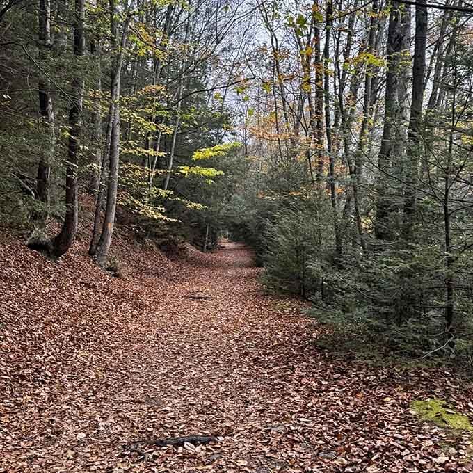 Autumn leaves carpet the forest floor in copper and gold, creating nature's softest welcome mat for wanderers.