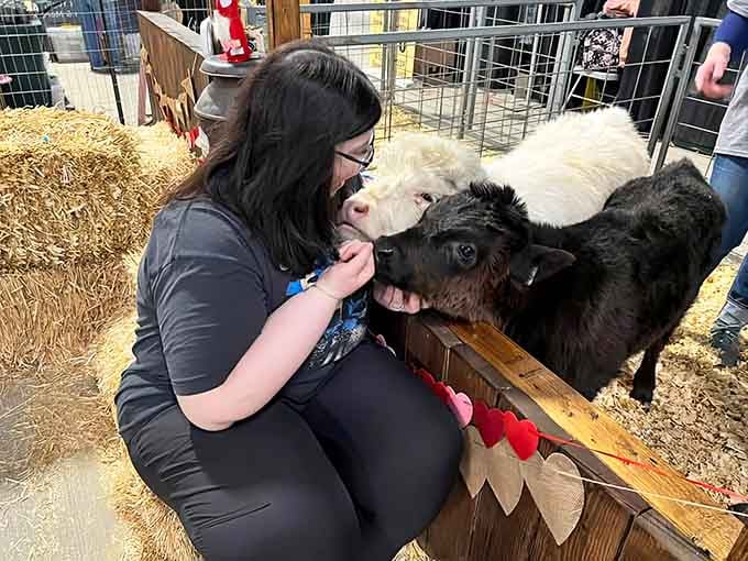 Nothing says "farm therapy" quite like a curious calf who thinks your hand might be hiding treats or secrets.