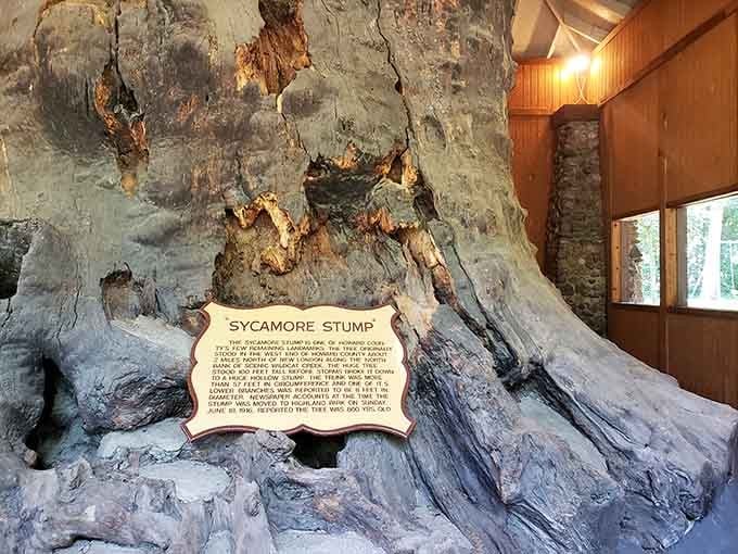 Every weathered groove and hollow tells a story of this ancient giant that once towered over Indiana.