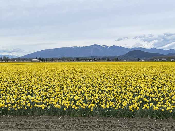 Mountains frame this sea of yellow tulips, creating a view that makes your heart skip a beat, like Dorothy&rsquo;s first glimpse of Oz.