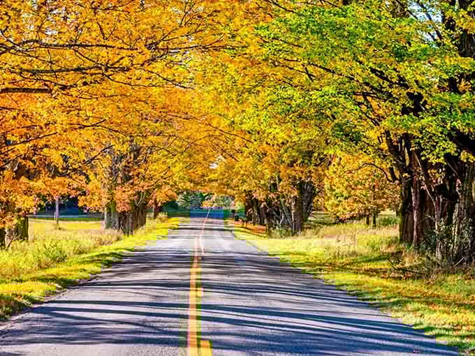 Golden maples form a natural archway over the road, creating the kind of drive that makes you forget your destination.
