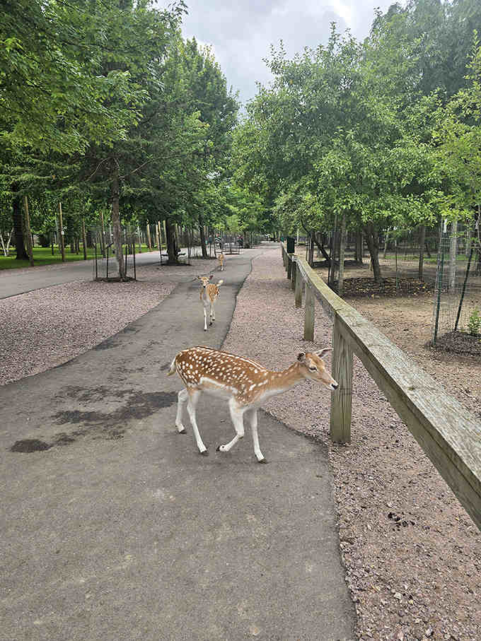Bambi's cousins stroll freely along shaded pathways, turning every visitor into an instant Disney character come to life.