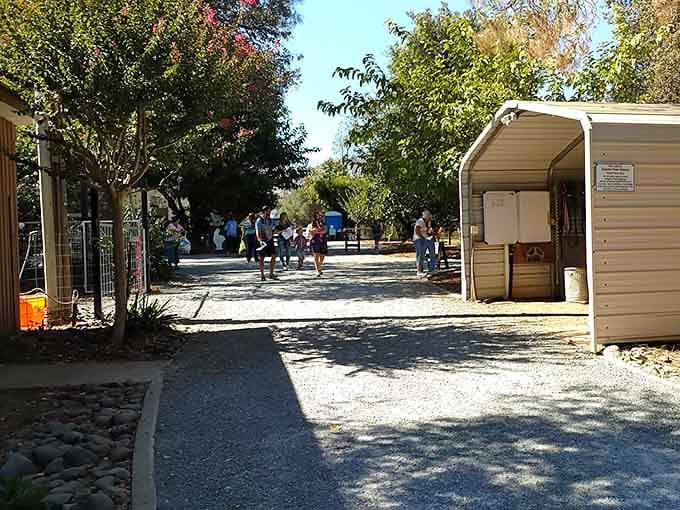 A peaceful afternoon at the farm where the only traffic jam involves alpacas crossing your path.