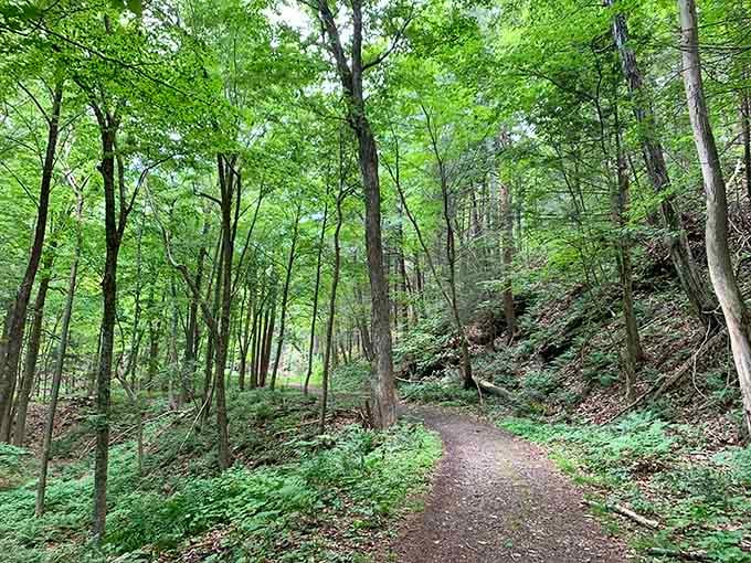 This hemlock-shaded trail whispers "welcome to the woods" in the most inviting way possible.