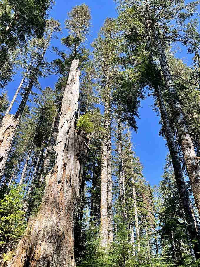 These towering sentinels have been standing guard longer than your favorite diner's been serving coffee and pie.