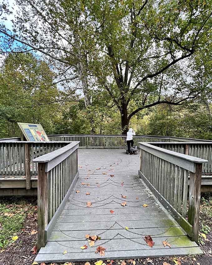 This weathered boardwalk leads to a majestic tree that's been standing guard here longer than any of us have been alive.
