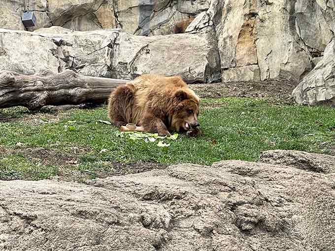 This bear's having a snack break that looks more relaxing than any spa day you've ever booked.