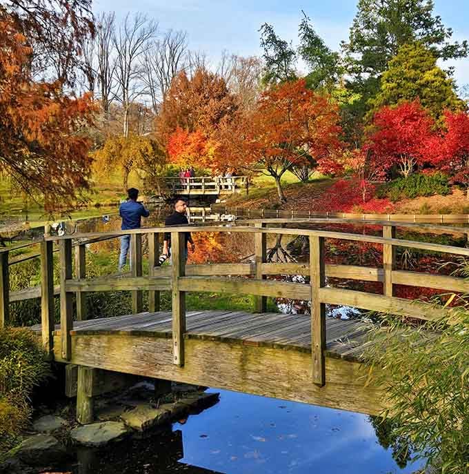 This wooden bridge offers front-row seats to autumn's greatest hits, now playing in surround-sound color.