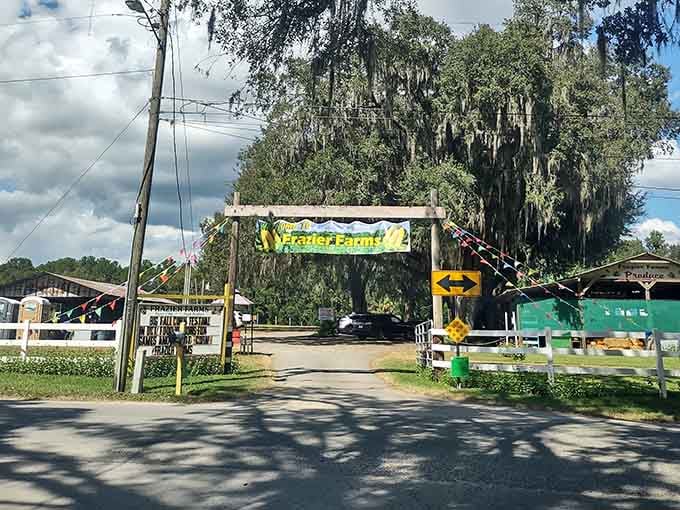 Frazier Farms welcomes you under moss-draped oaks, where Old Florida agriculture still thrives in modern times.