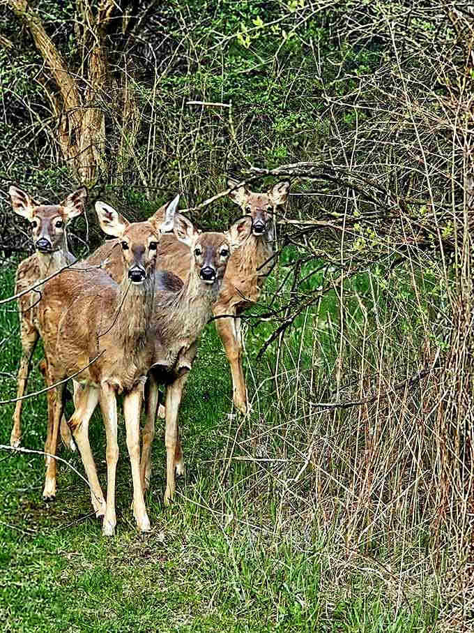 The welcoming committee at Buck Creek doesn't require reservations, just a respectful distance and maybe some photos.