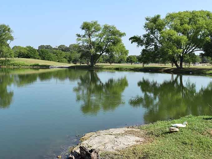 When the water reflects the trees this perfectly, you've found your new favorite thinking spot in Central Texas.