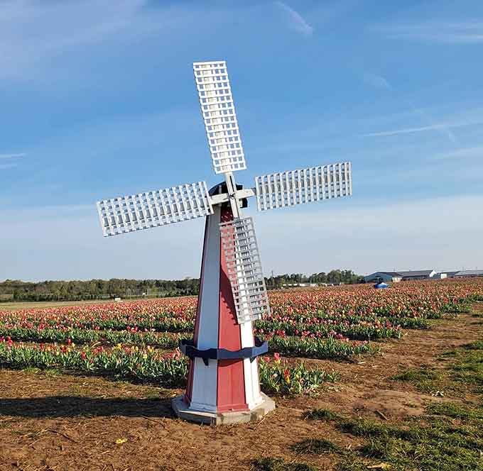 This Dutch-style windmill stands guard over the tulip fields, proving Virginia can do Holland better than you'd ever expect.