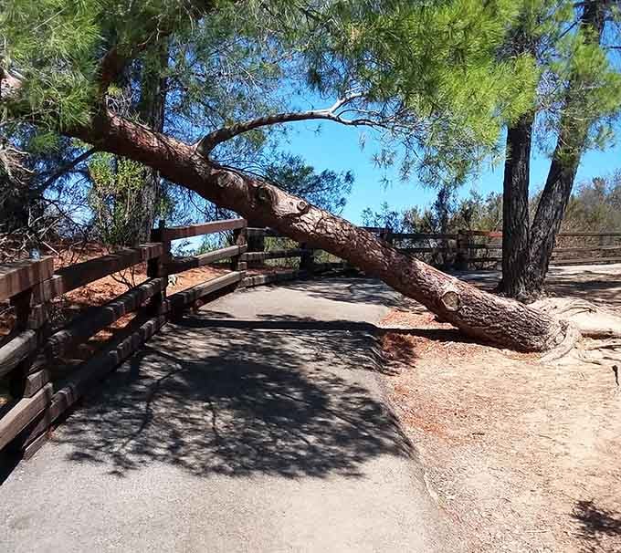 Nature's own sculpture garden features twisted branches creating archways that no landscape architect could ever design intentionally.