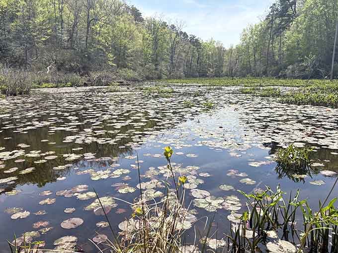 This peaceful pond along the trail looks like a Monet painting, minus the French accent and beret.