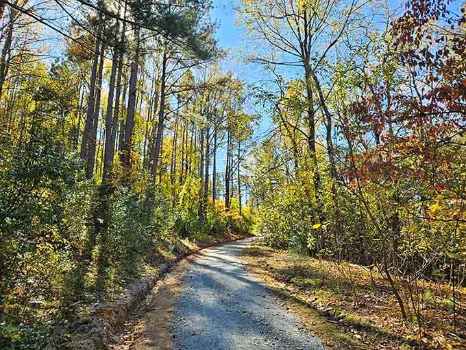 This winding road through golden trees is half the adventure, like nature's own scenic roller coaster.