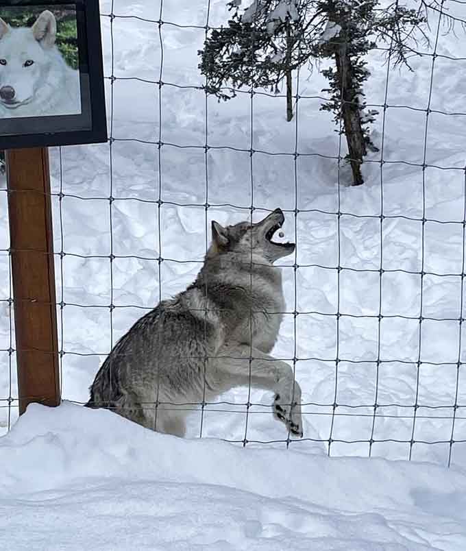 Winter transforms these wolves into their truest selves, comfortable as your grandma in her favorite recliner.