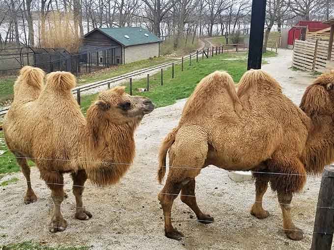 When camels give you that look, you know you've found something wonderfully unexpected in central Illinois.