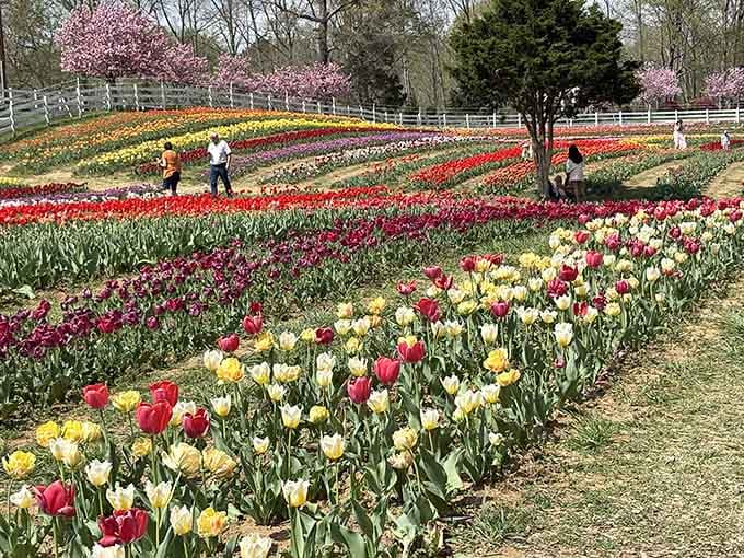 Every shade imaginable blooms in perfect harmony, making your home garden look like it's not even trying anymore.