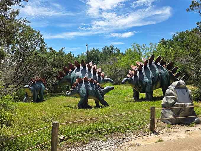 These Stegosaurus models prove that even the herbivores had serious attitude with those impressive back plates and tail spikes.