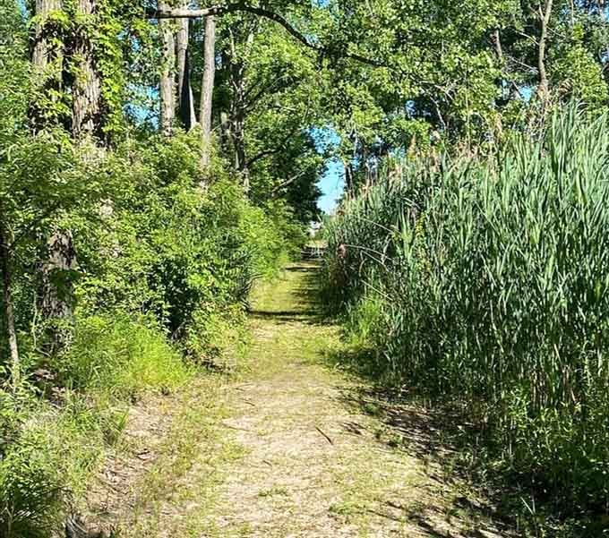 Nature's hallway beckons you forward, cattails standing guard like friendly ushers at the world's most peaceful theater.