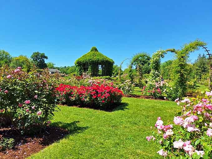 That ivy-covered gazebo stands like a green sentinel, watching over beds of roses that bloom in every shade imaginable.