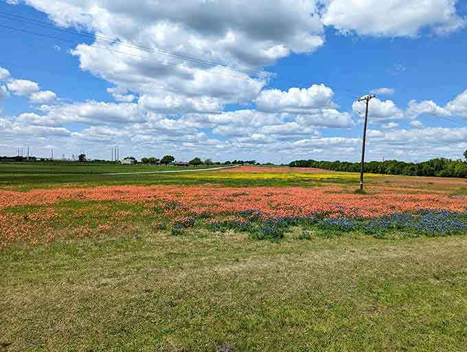 Red, white, and blue never looked so natural, proving patriotism grows wild in the Texas countryside every spring.