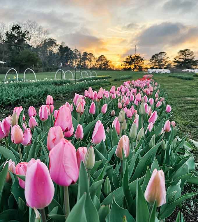 Pink tulips catch the golden hour light, proving that Georgia sunsets make everything look even more magical.