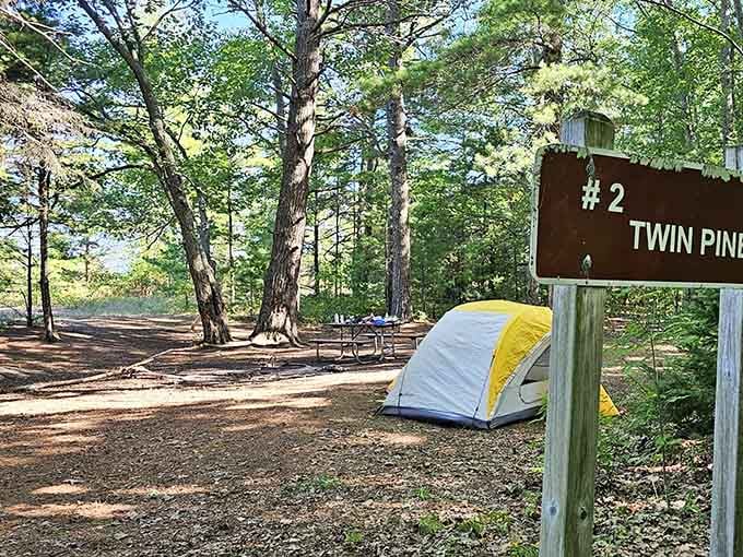 Your campsite neighbor is a pine tree, and trust me, it's quieter than most humans.