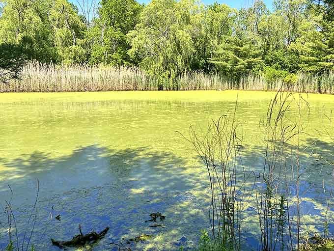 This wetland proves nature doesn't need your permission to be beautiful, just a little space to do its thing.