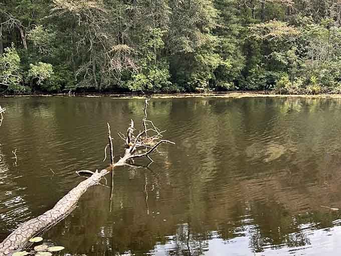 That fallen branch creates the perfect natural sculpture, proving Mother Nature has an eye for lakeside art installations.