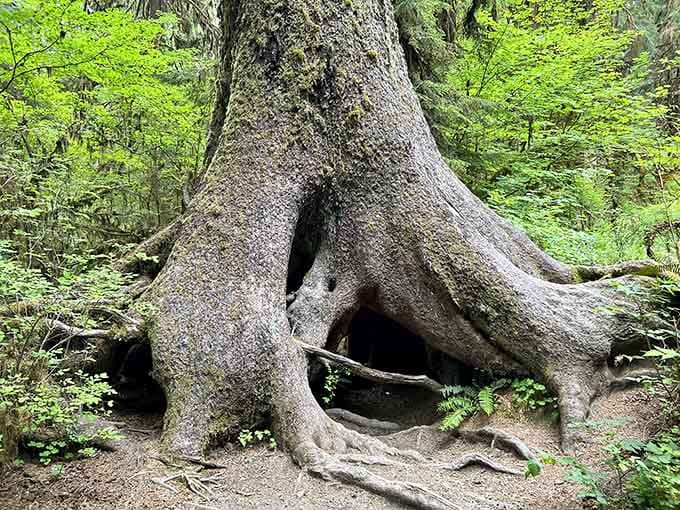 Tree roots that look like they're auditioning for a fantasy film, and honestly, they'd get the part.