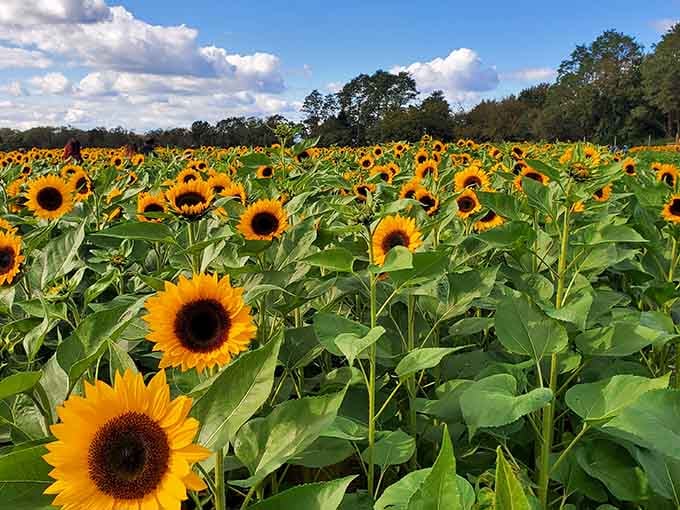 Sunflowers taller than most adults create natural hallways of happiness, where getting lost is actually the whole point of visiting.