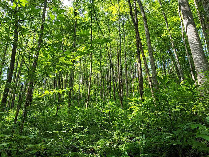 This is what a forest looks like when humans actually leave it alone for a few centuries.