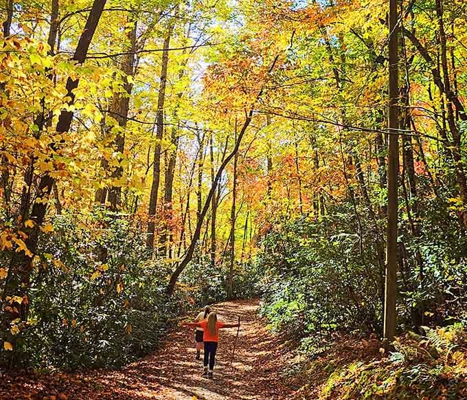 Fall hiking here feels like walking through nature's own art gallery, minus the admission fee.