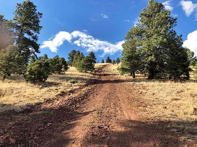 The dirt road through ponderosa pines feels like the opening scene of every great adventure movie ever made.