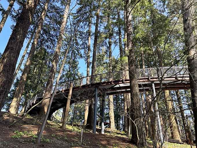 The canopy walkway rises through the trees, offering views that would make even the squirrels a bit jealous.