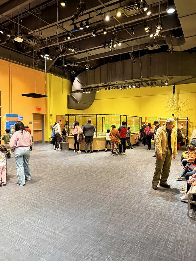 Families gather around exhibits that prove learning doesn't require textbooks, just curiosity and maybe some comfortable shoes for all that walking.