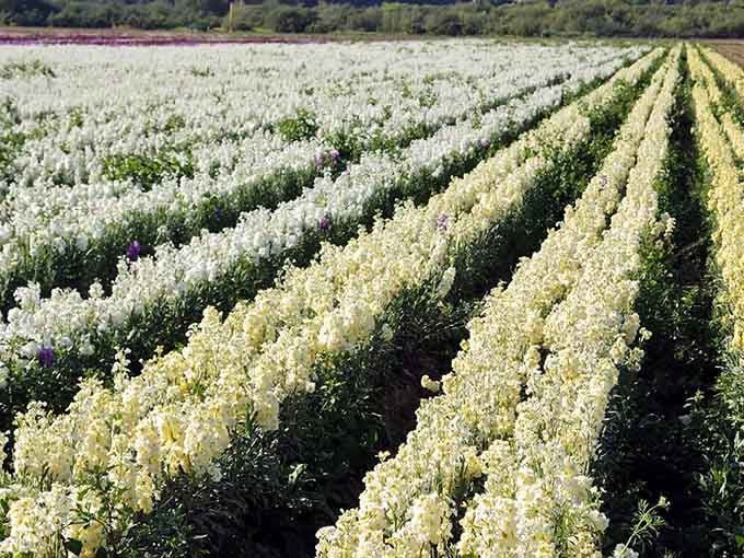 White stock flowers line up like they're auditioning for a botanical Broadway show.