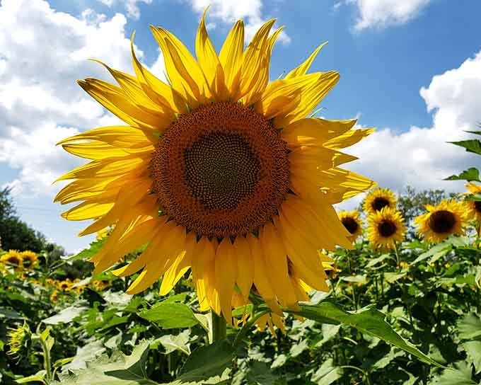 When a sunflower is bigger than your head, you know you've found something special worth the drive to Homer Glen.