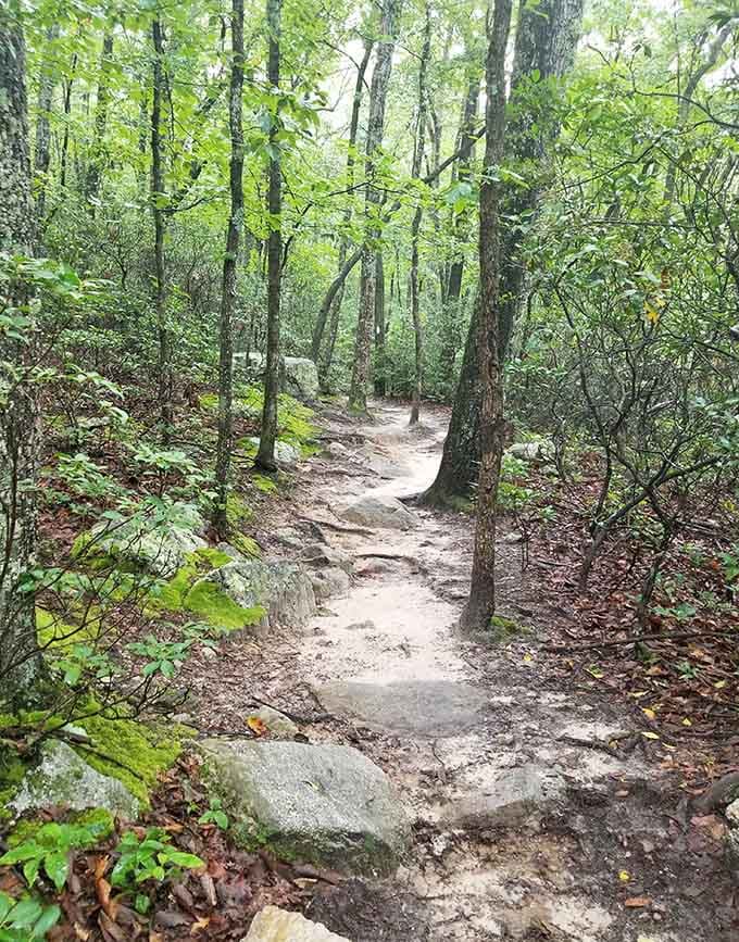 This peaceful forest trail is your gateway to glory, winding through trees that have seen countless hikers pass.